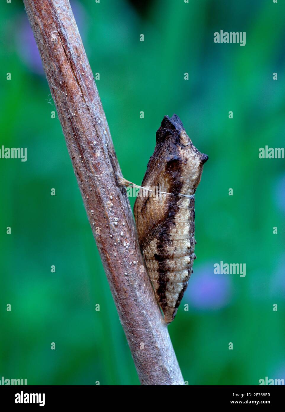SWALLOWTAIL pupae Papilio machaon Filby Broad Great Yarmouth, England ...