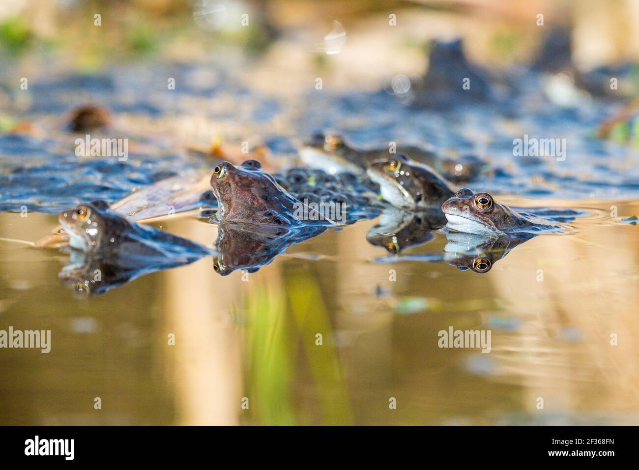 Frogspawn hi-res stock photography and images - Alamy