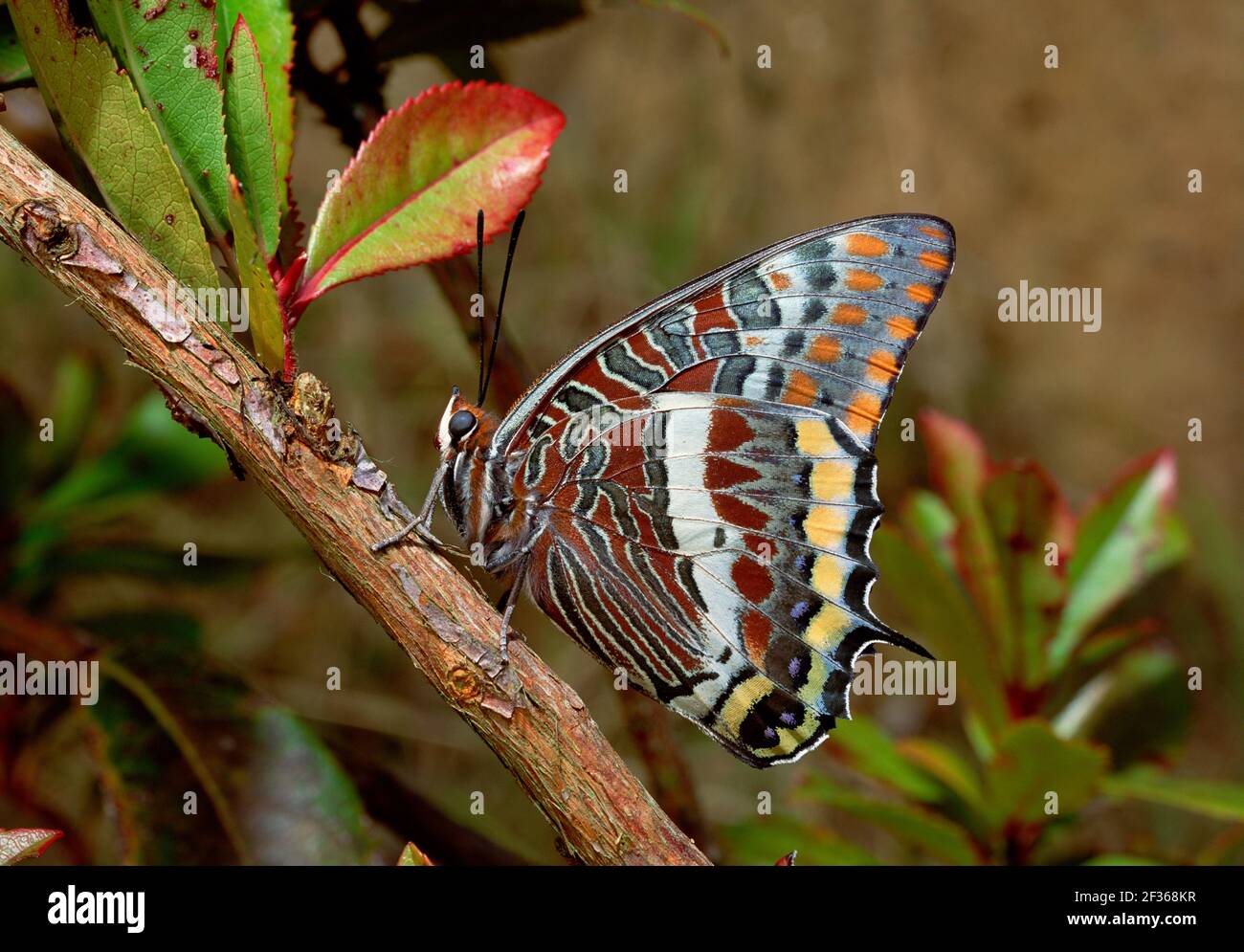 Twotail hi-res stock photography and images - Alamy