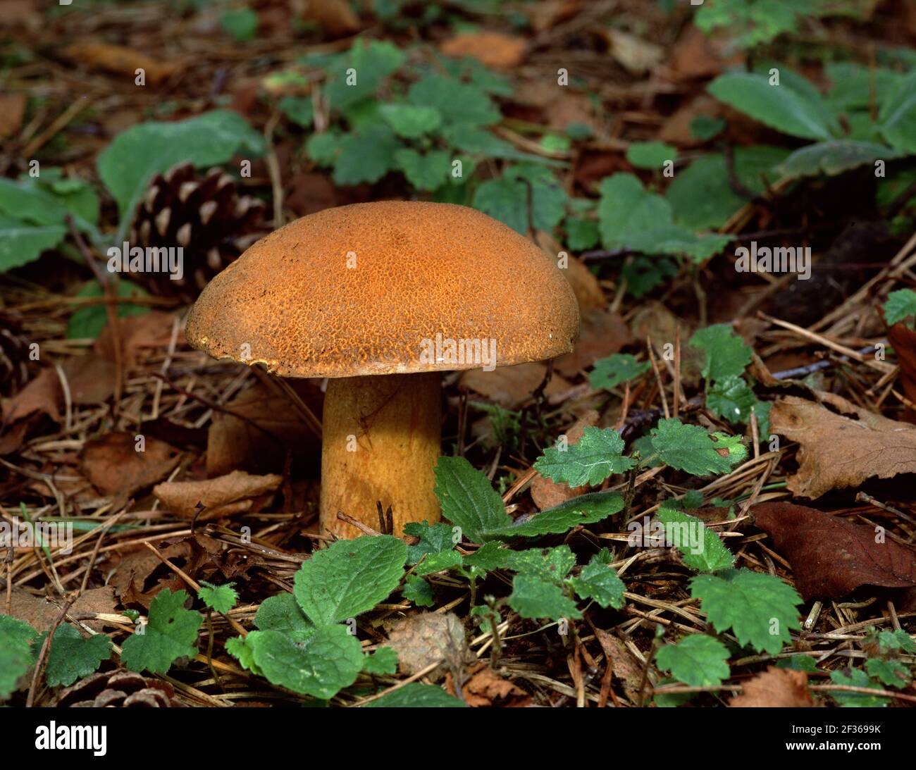Zb1084 rth001308c hi-res stock photography and images - Alamy