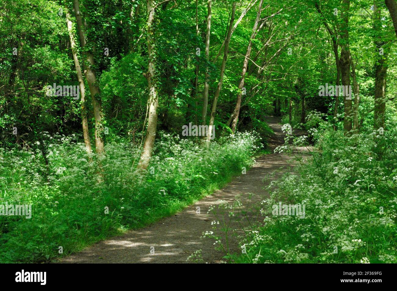 Woodlands thompson hi-res stock photography and images - Alamy