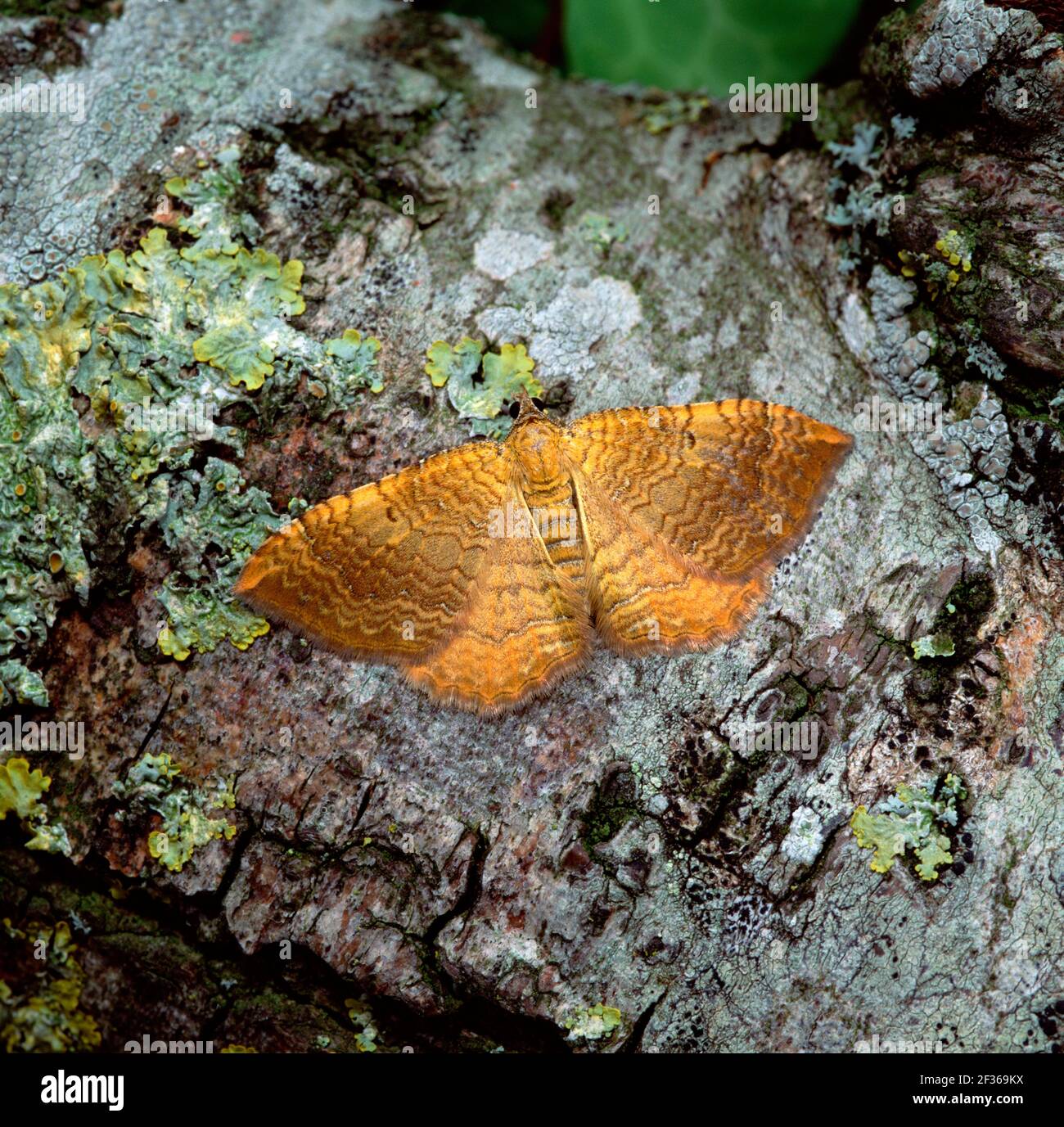 YELLOW SHELL MOTH Camptogramma bilineata Mature Garden Aughanlig, Moy ...