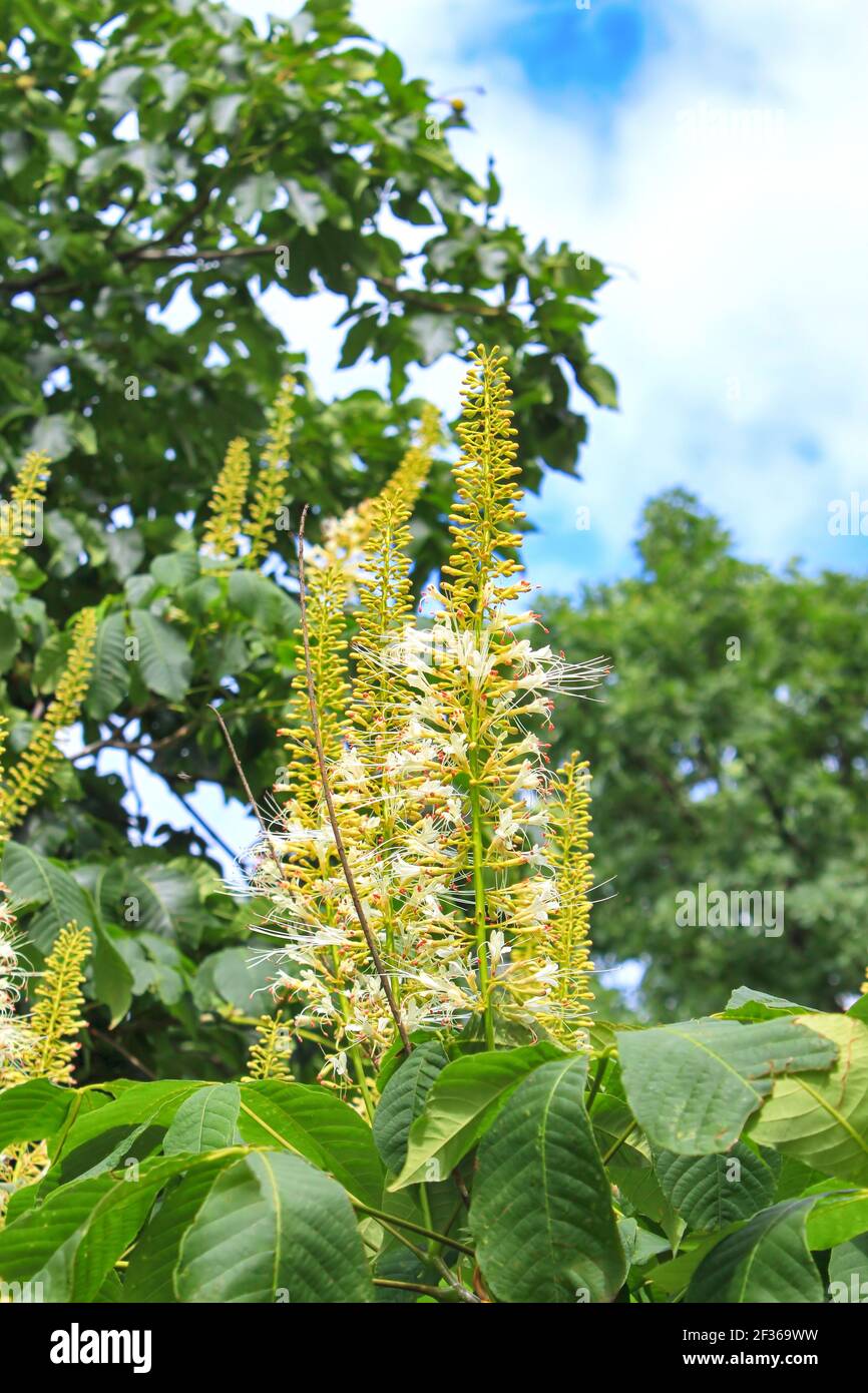 View of bottlebrush buckeye shrub with panicle flowers in the garden ...