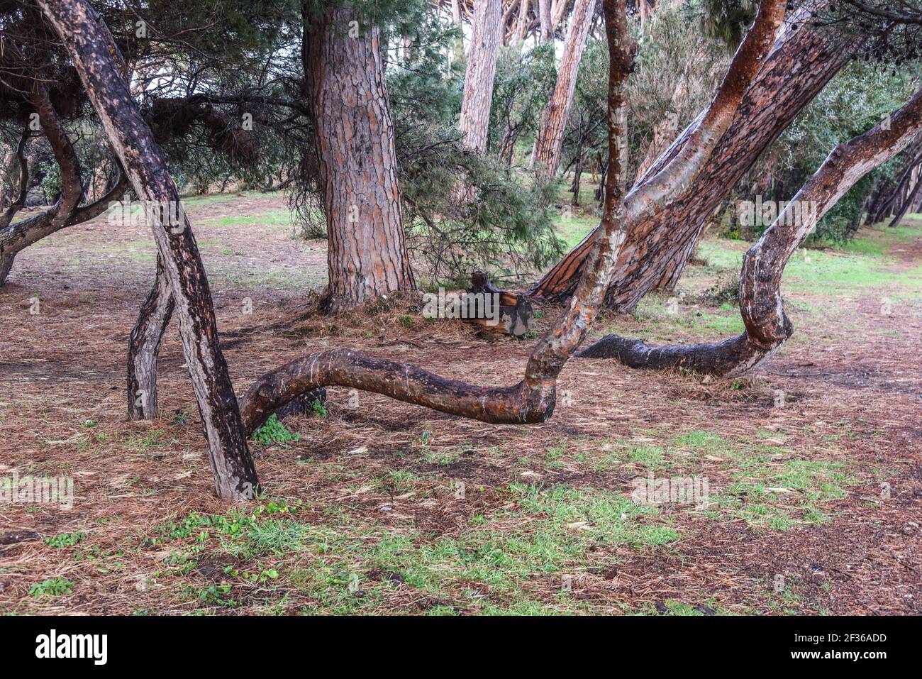 Pineta toscana hi-res stock photography and images - Alamy