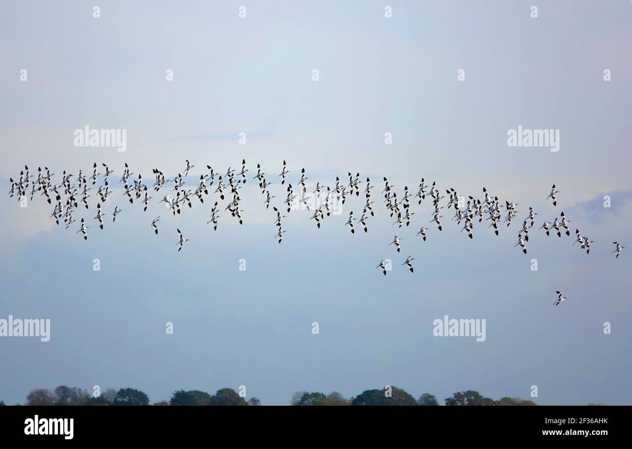 A closeup shot of a flying bird flock in the sky Stock Photo - Alamy