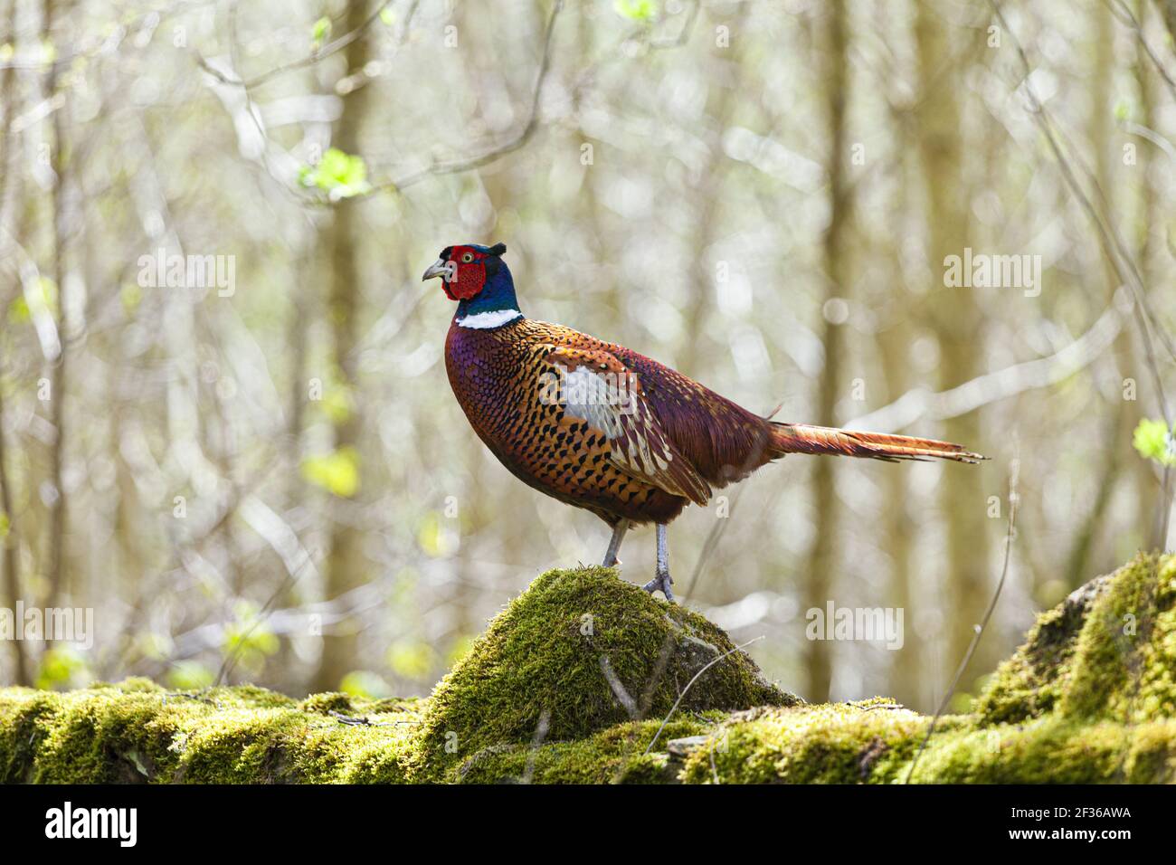 Cock pheasant in springtime - North Yorkshire UK Stock Photo - Alamy