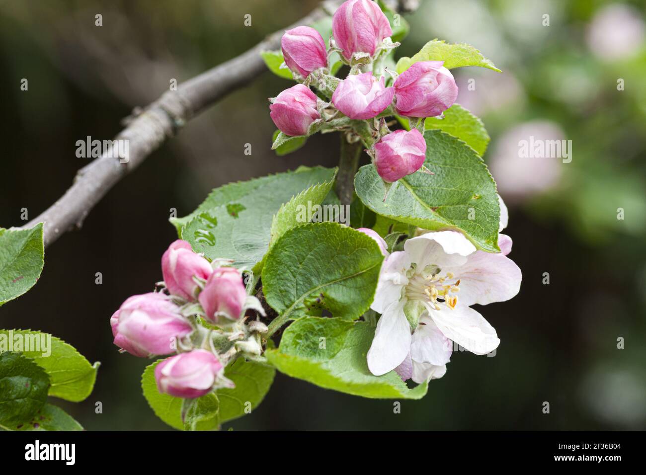 Lovely blossom hi-res stock photography and images - Alamy