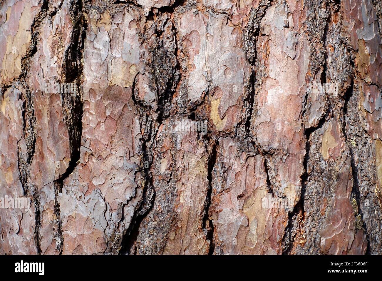 Red pine bark pattern Stock Photo - Alamy