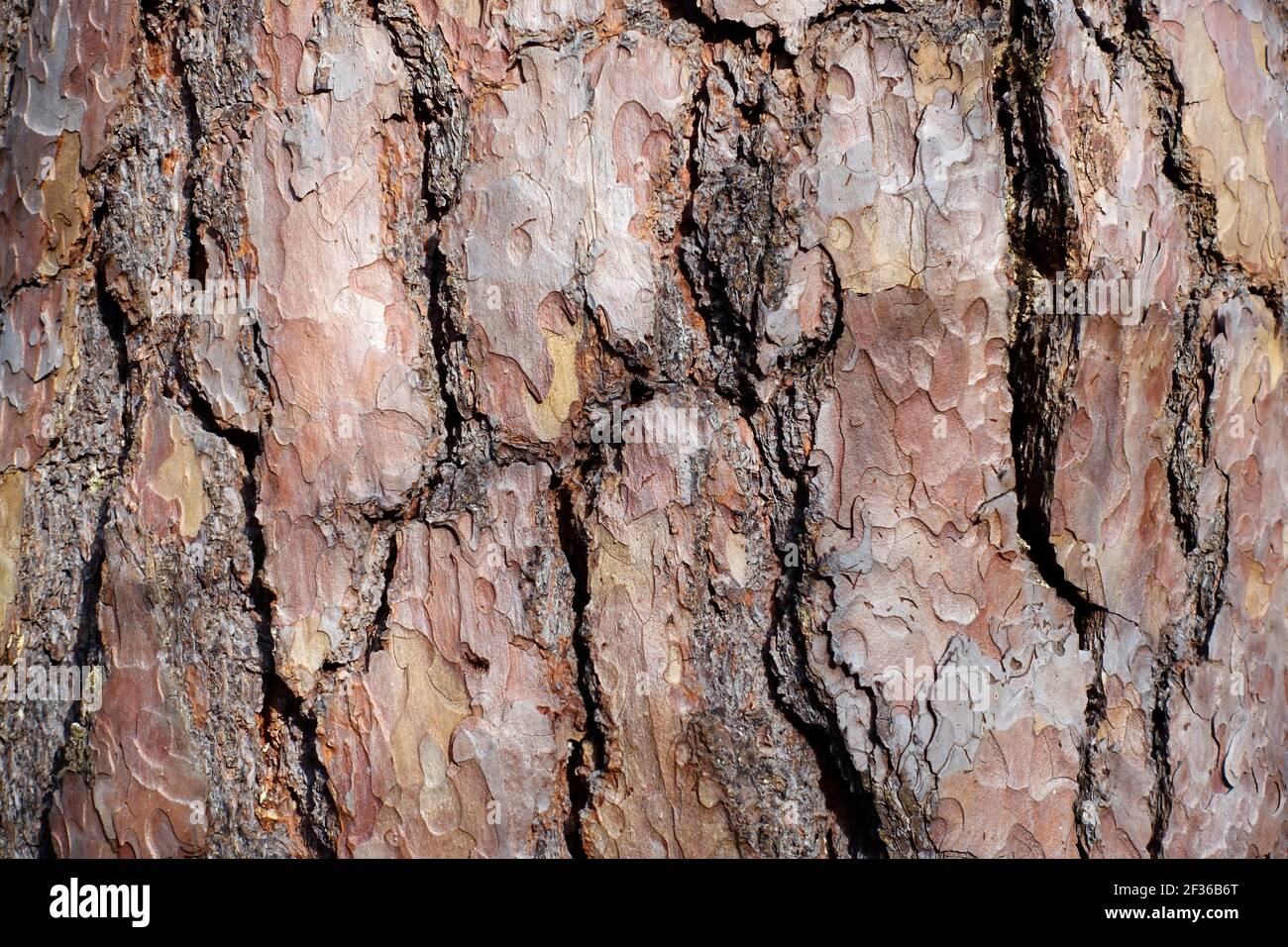 Red pine bark pattern Stock Photo - Alamy