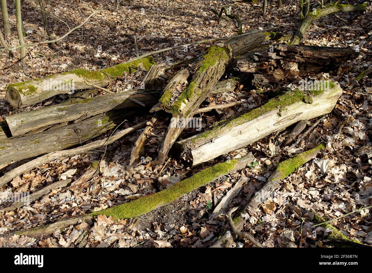 Deadwood pile hi-res stock photography and images - Alamy
