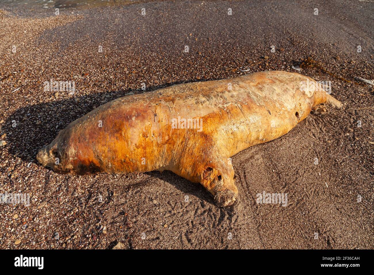 The corpse, swollen and still decomposing, of some kind of dead seal or ...
