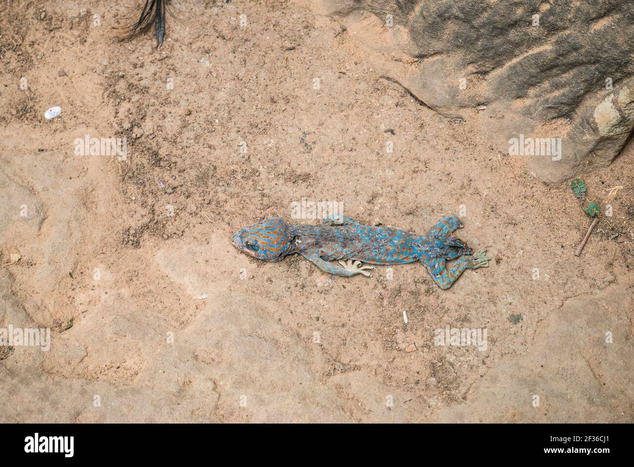 Dead gecko hi-res stock photography and images - Alamy