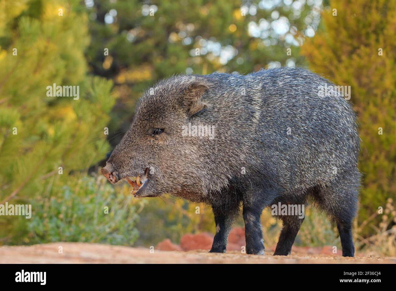 Sonoran Desert Javelina