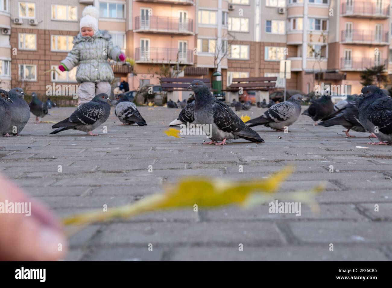 Dove gray with gray flying on a square of paving stones. All around, a ...