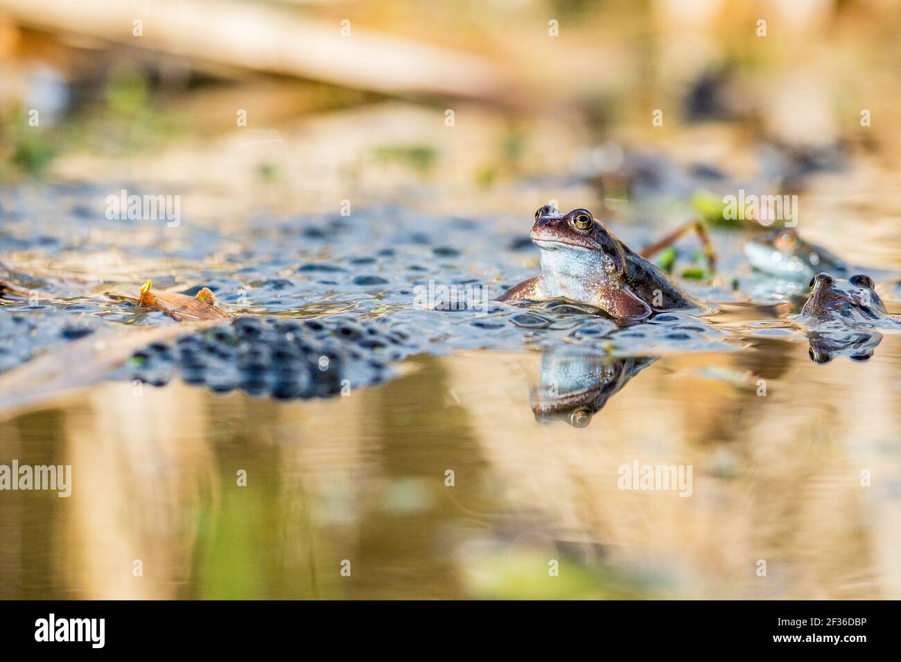 Spawn amphibian wildlife hi-res stock photography and images - Alamy
