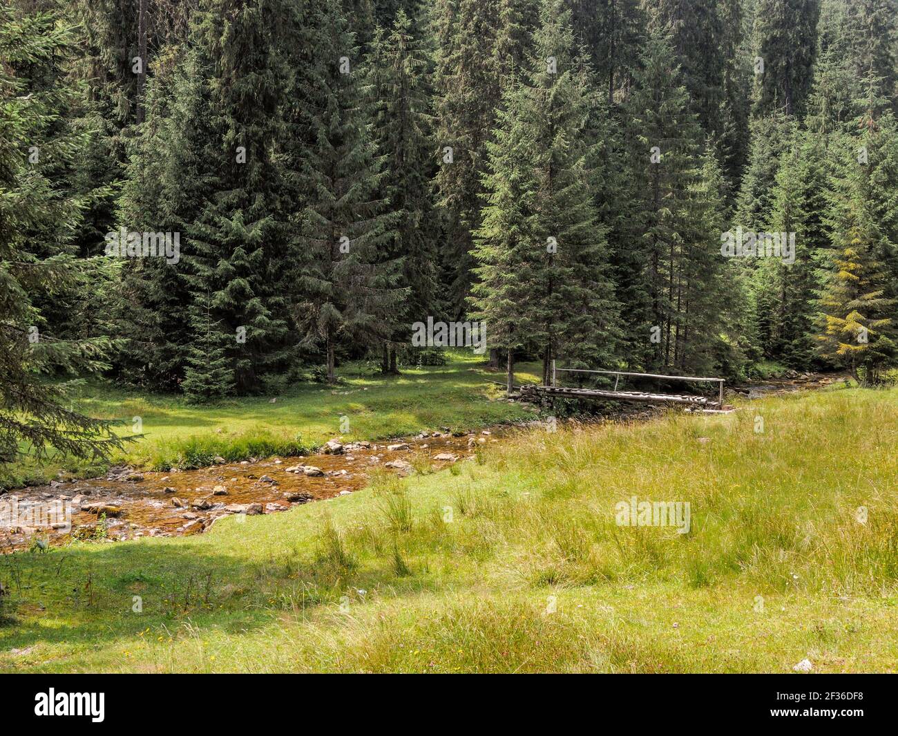 A mesmerizing view of the river flowing through a spruce forest Stock ...