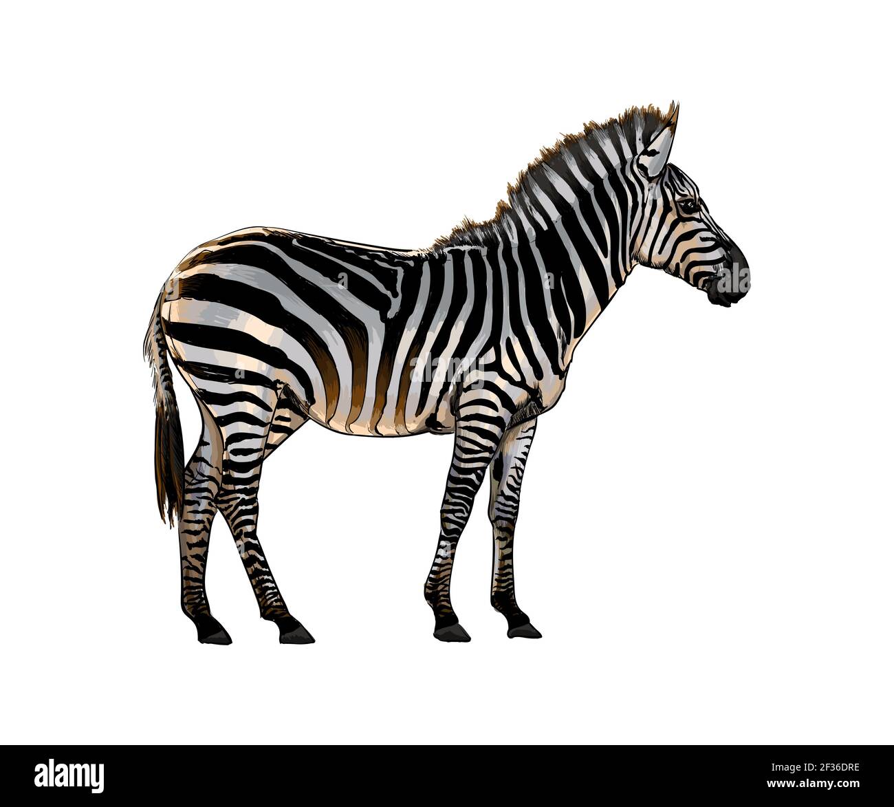 Zebra Drawings