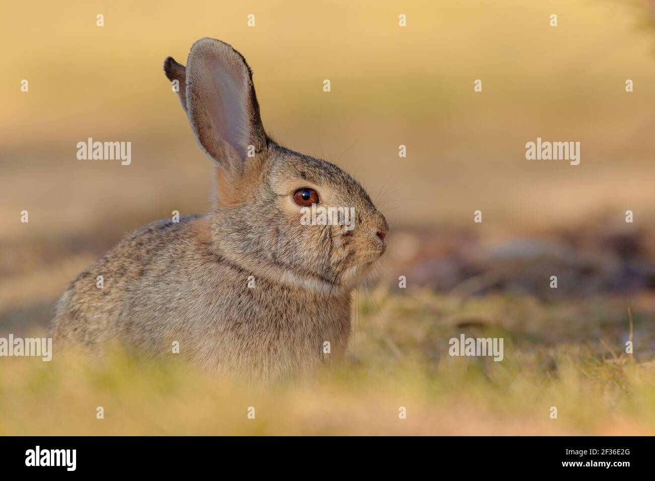 A portrait on a rabbit near the Grand Canyon Stock Photo - Alamy
