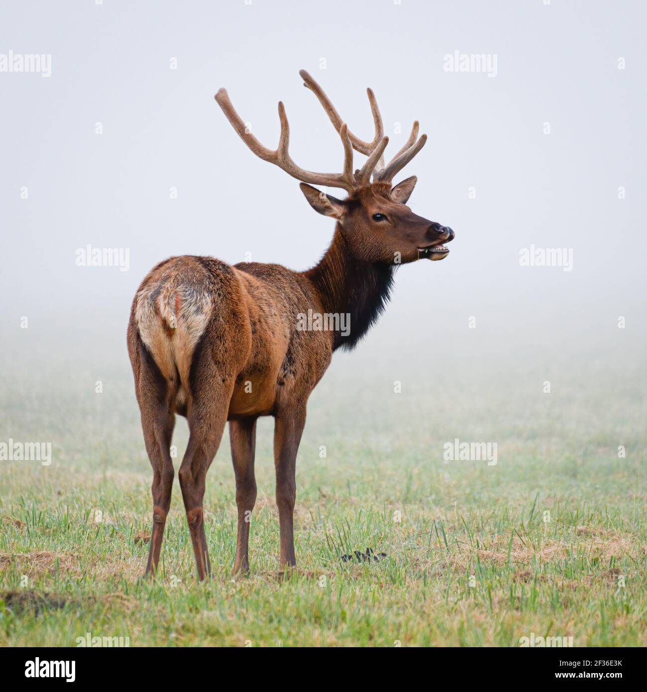 Elk Antlers In Velvet at Aiden Ligar blog