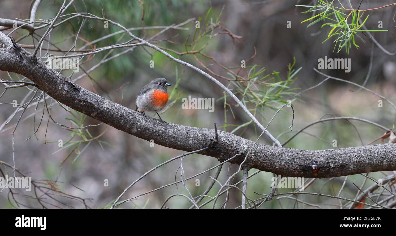 Rose robin hi-res stock photography and images - Alamy