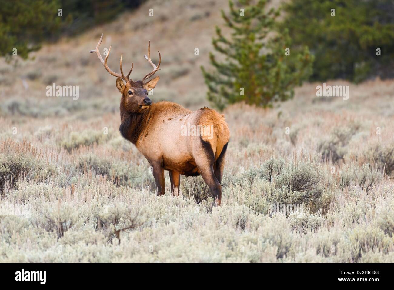 Bull head back hi-res stock photography and images - Alamy