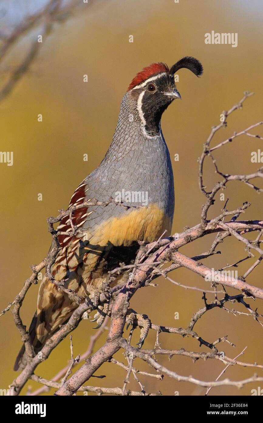A male Gambel's Quail perches on a branch Stock Photo - Alamy