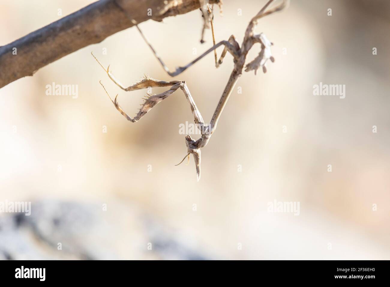 Macro portrait of a specimen of empusa pennata hanging upside down from ...