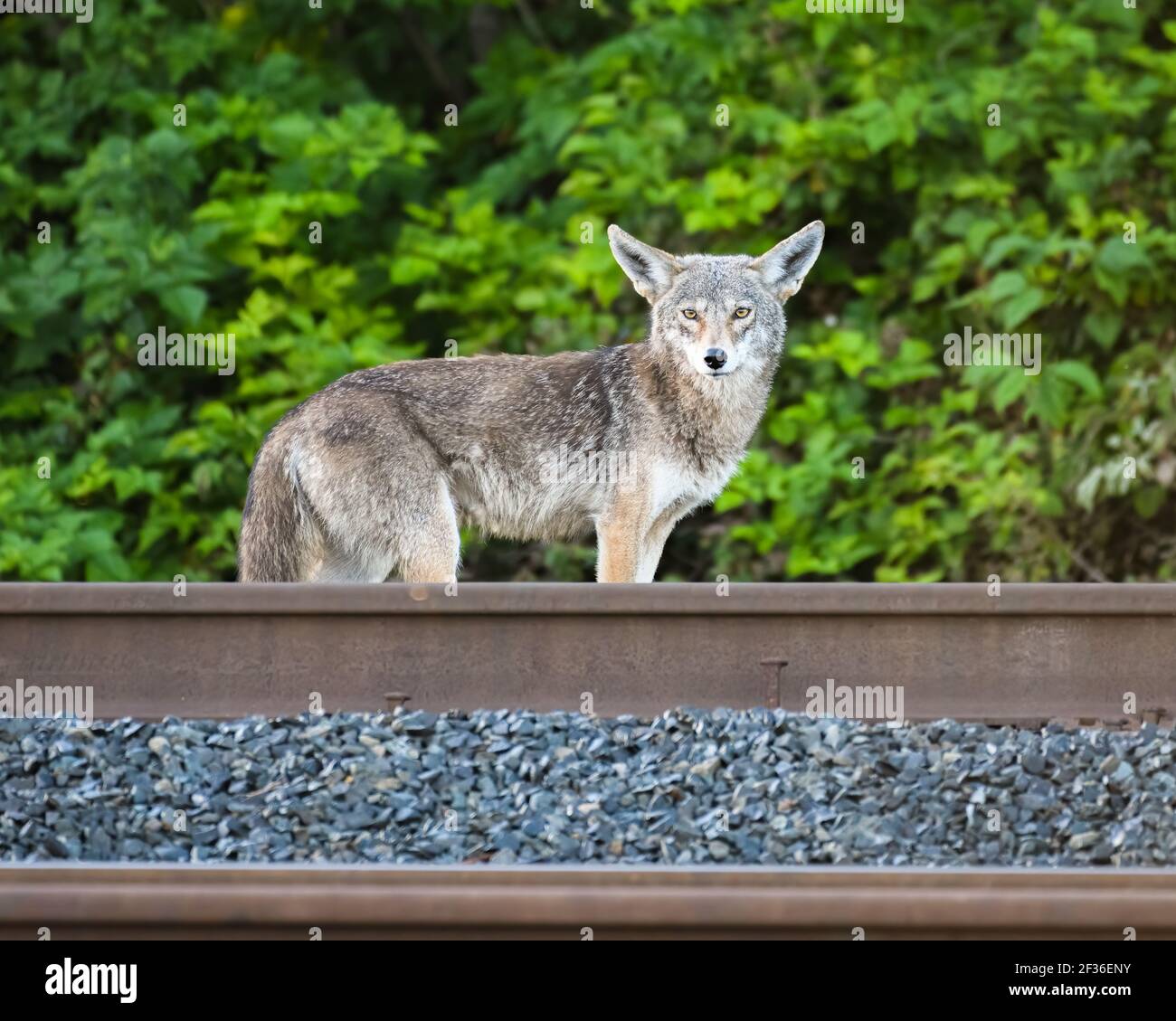 Wild coyote standing on the other side of the tracks Stock Photo - Alamy