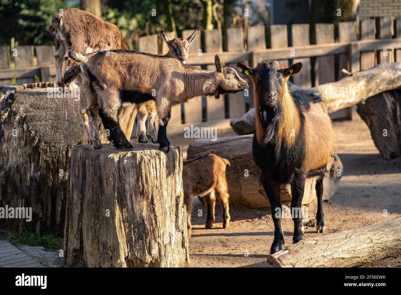Cute miniature goats hi-res stock photography and images - Alamy