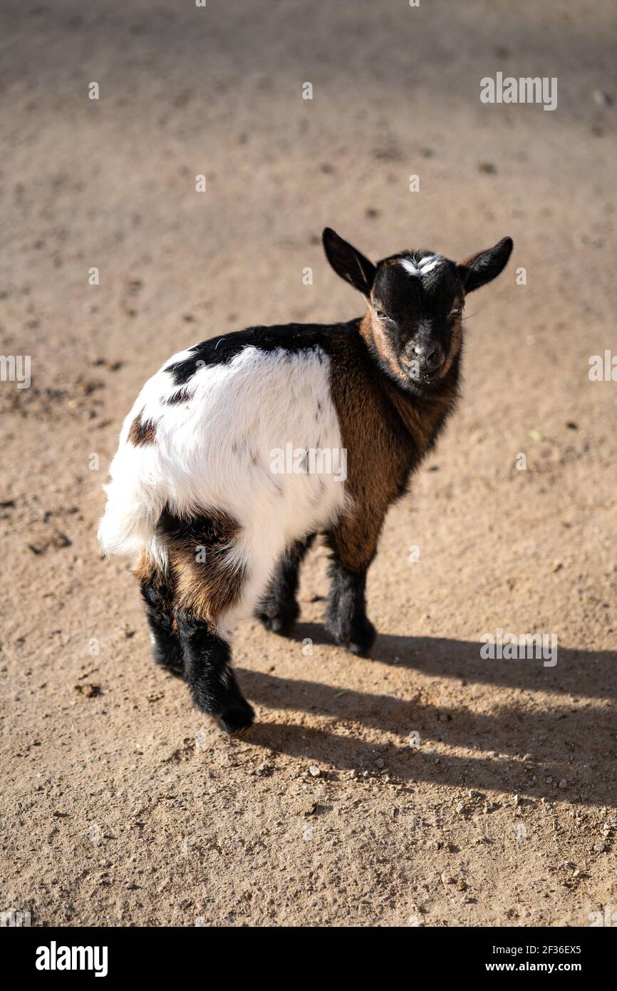 A vertical shot of a cute dwarf goat in a petting zoo Stock Photo - Alamy