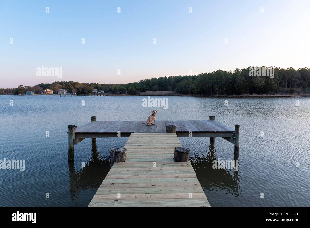 Dog on Dock Stock Photo - Alamy