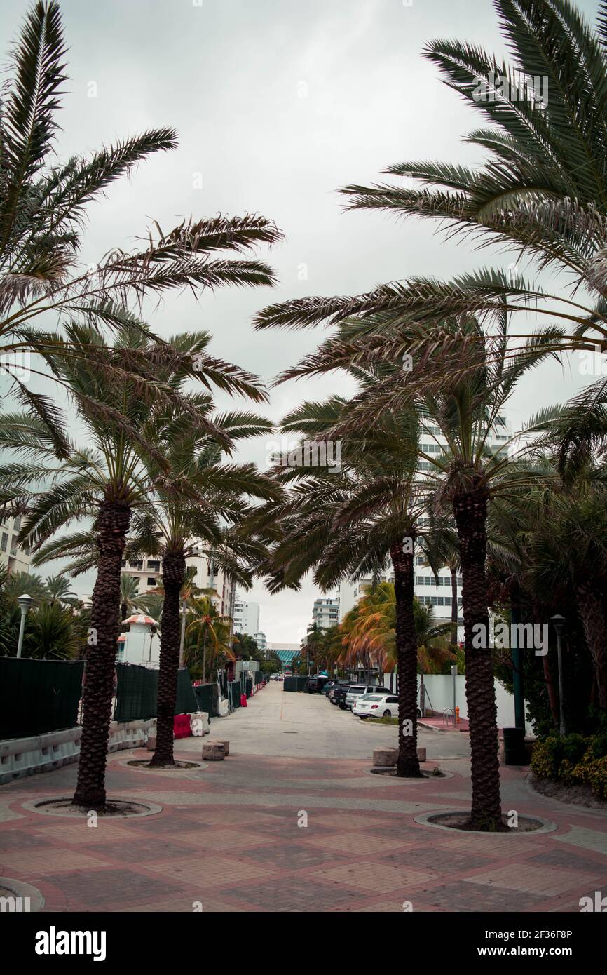 A beautiful walkway with palm trees Stock Photo - Alamy