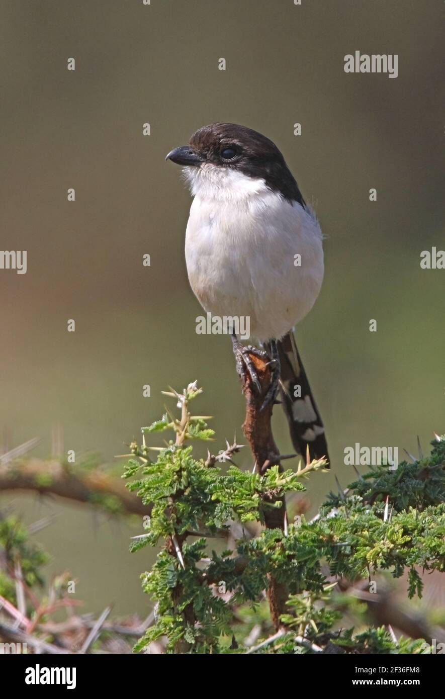 Naivasha thorn hi-res stock photography and images - Alamy