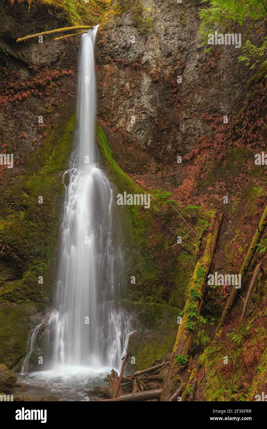 Olympic national park marymere falls hi-res stock photography and ...