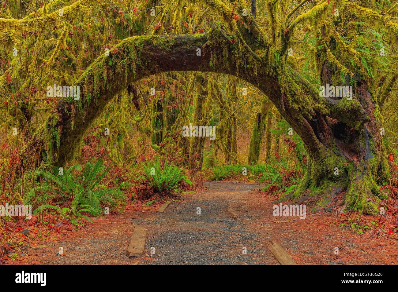 An arched tree in the Hoh Rainforest, WA Stock Photo - Alamy