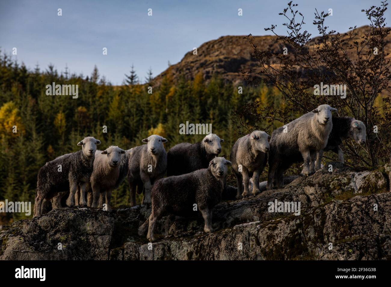Sheep gazing in Cockley Beck in the Lake District, Cumbria Stock Photo ...