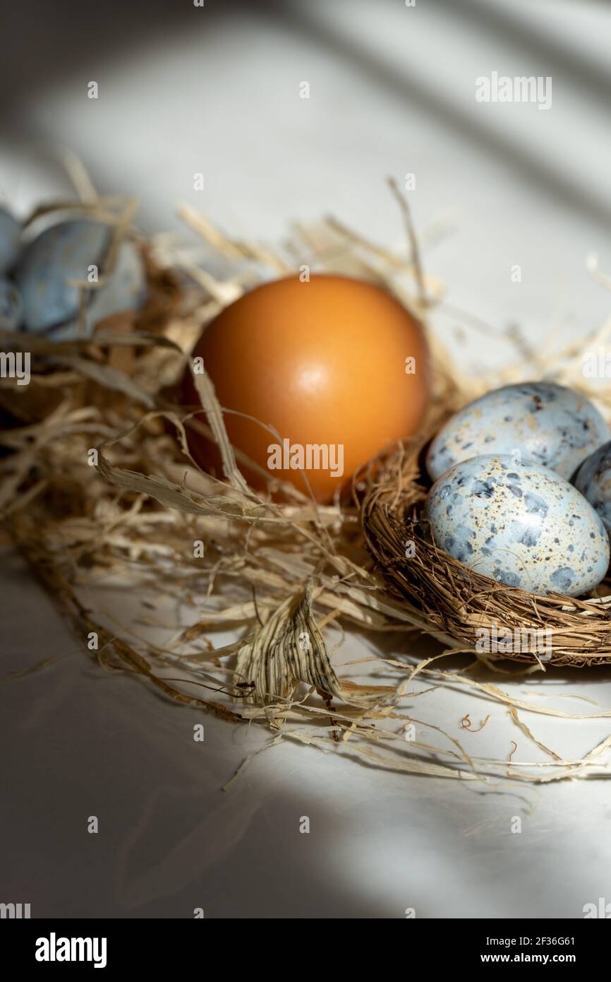 Three small blue eggs in the nest with one big Easter egg with the hay ...