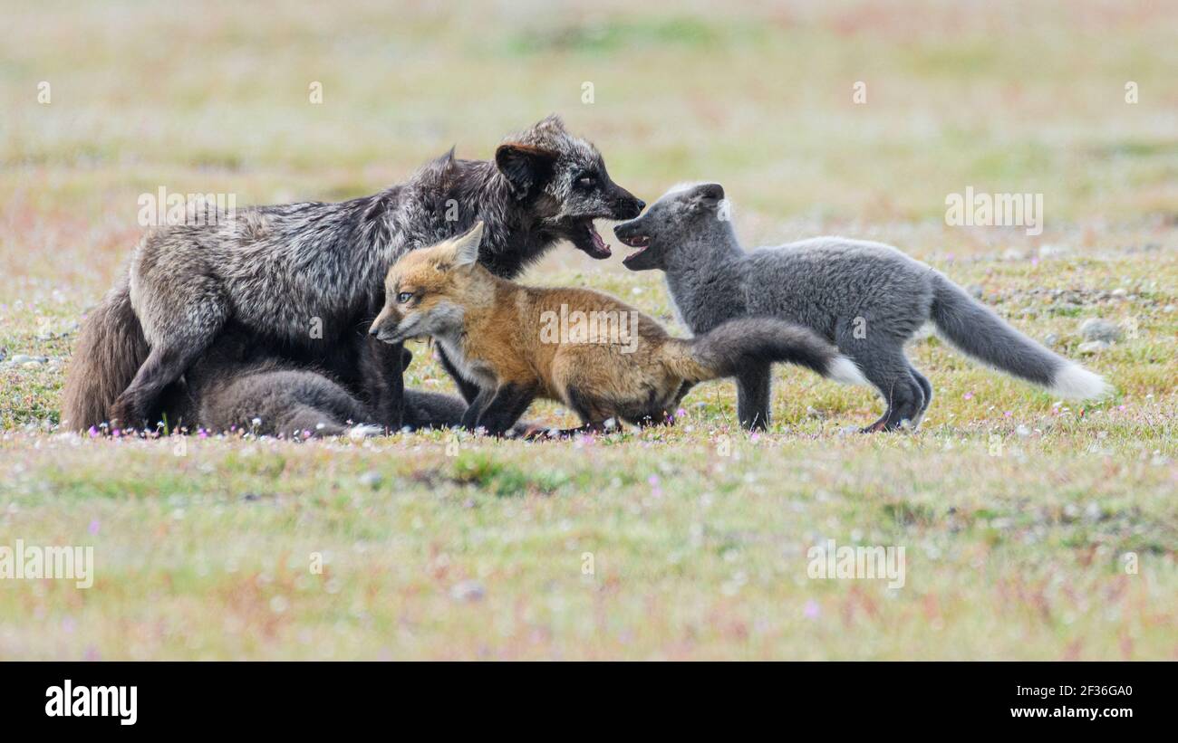 Red Fox kits being fed by their mother as others arrive at American ...