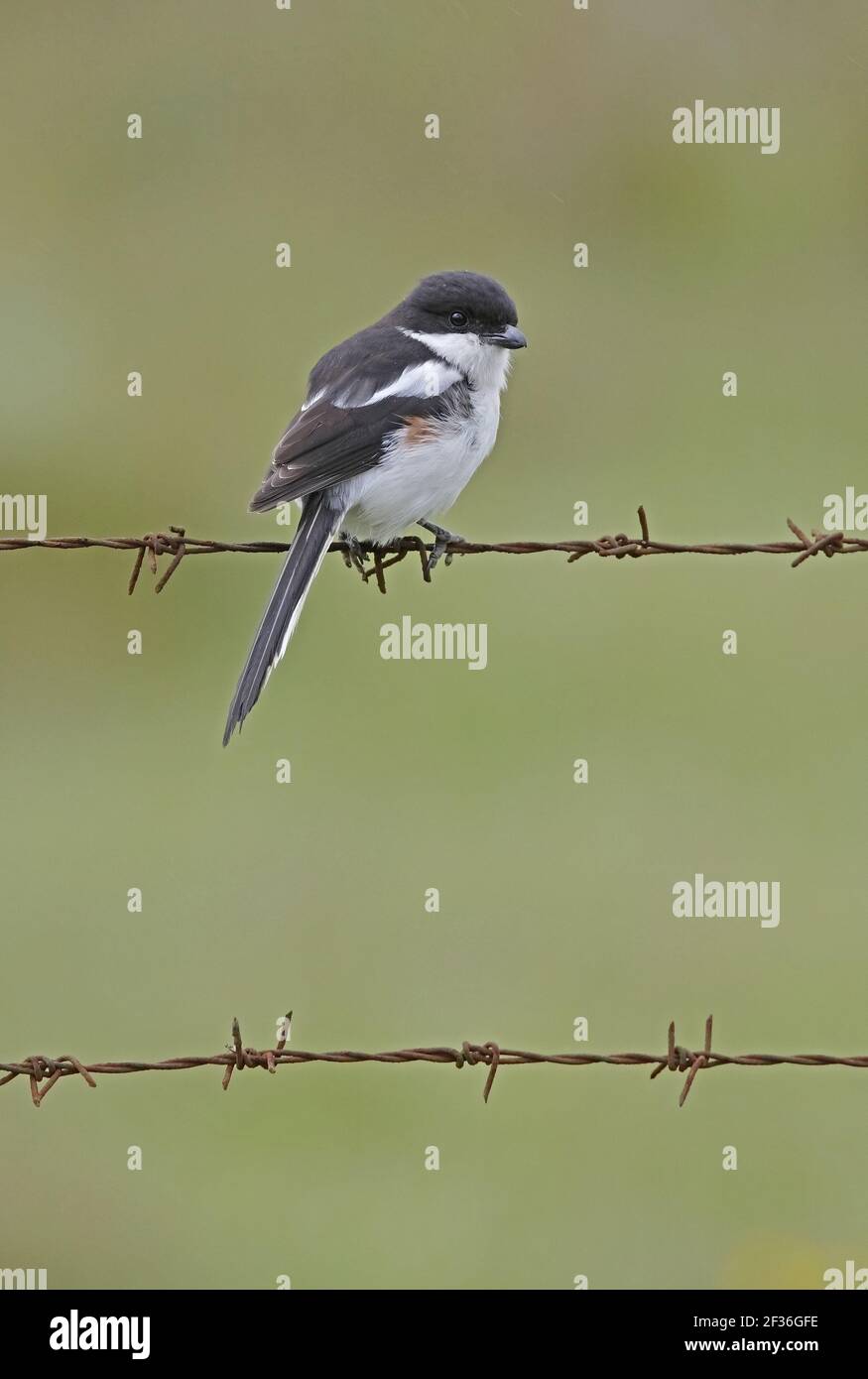 Female common fiscal lanius hi-res stock photography and images - Alamy