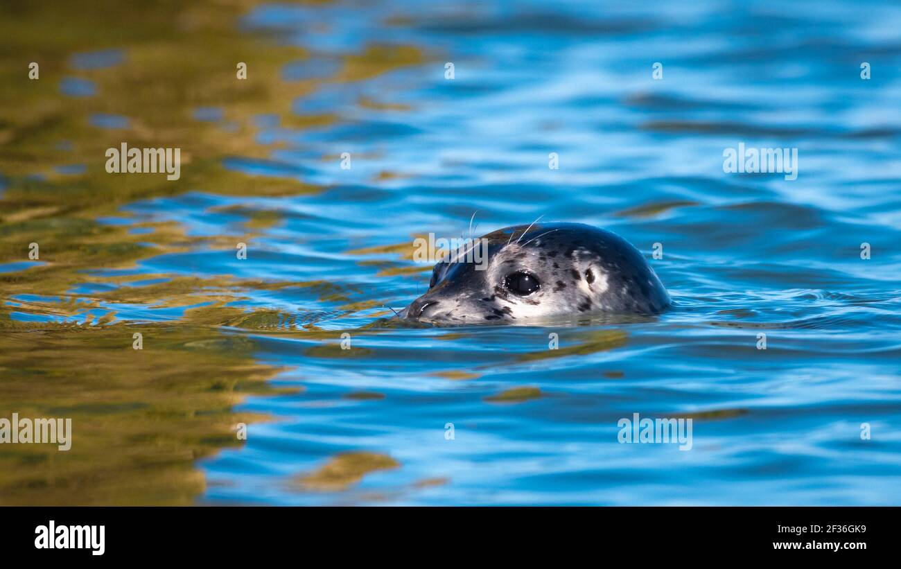 Seal head above water hi-res stock photography and images - Alamy