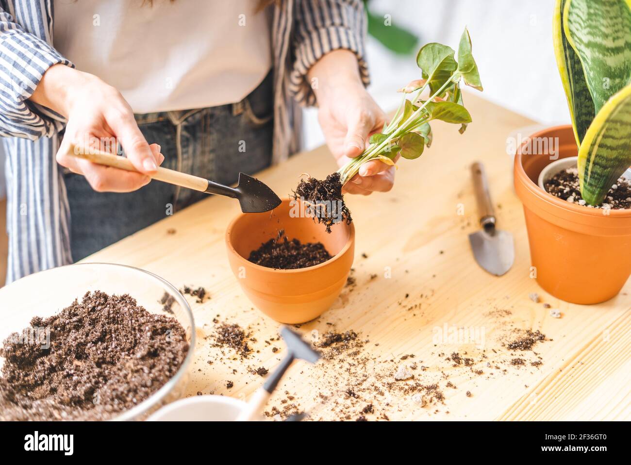 Woman gardeners potted plant Stock Photo - Alamy