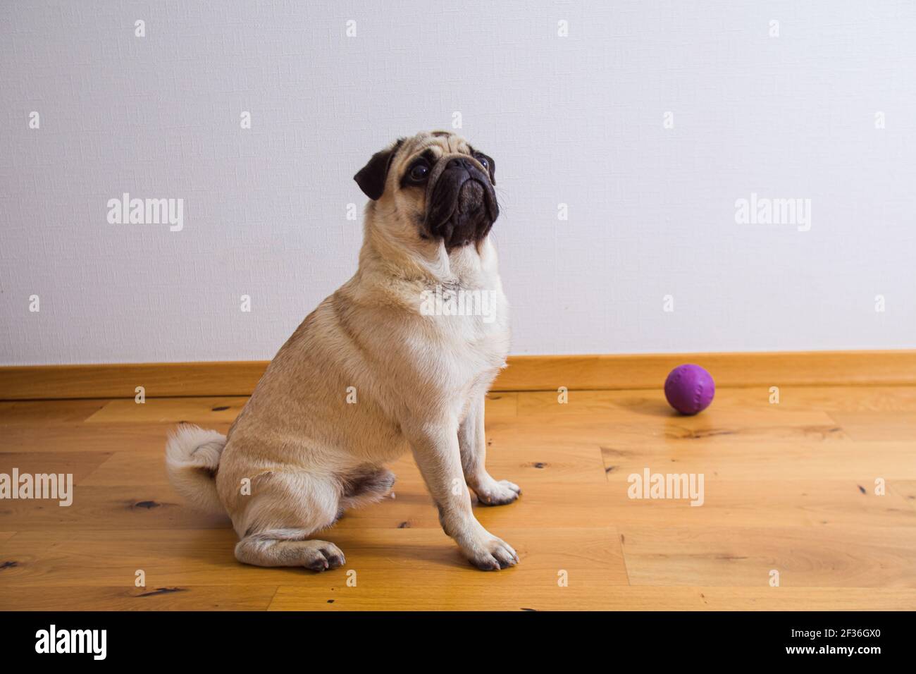 Ready for play doggy hi-res stock photography and images - Alamy