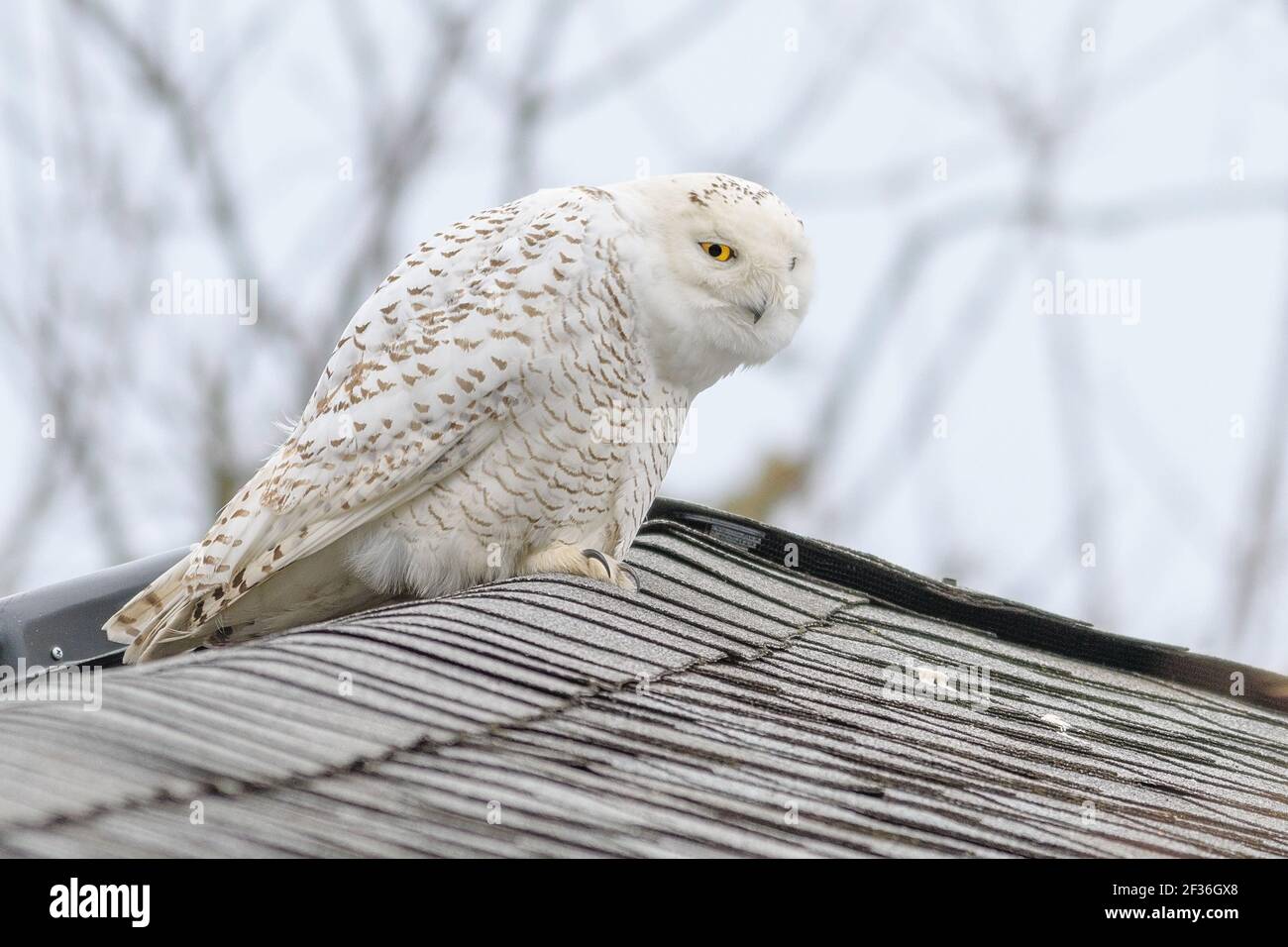 Owl roof hi-res stock photography and images - Alamy