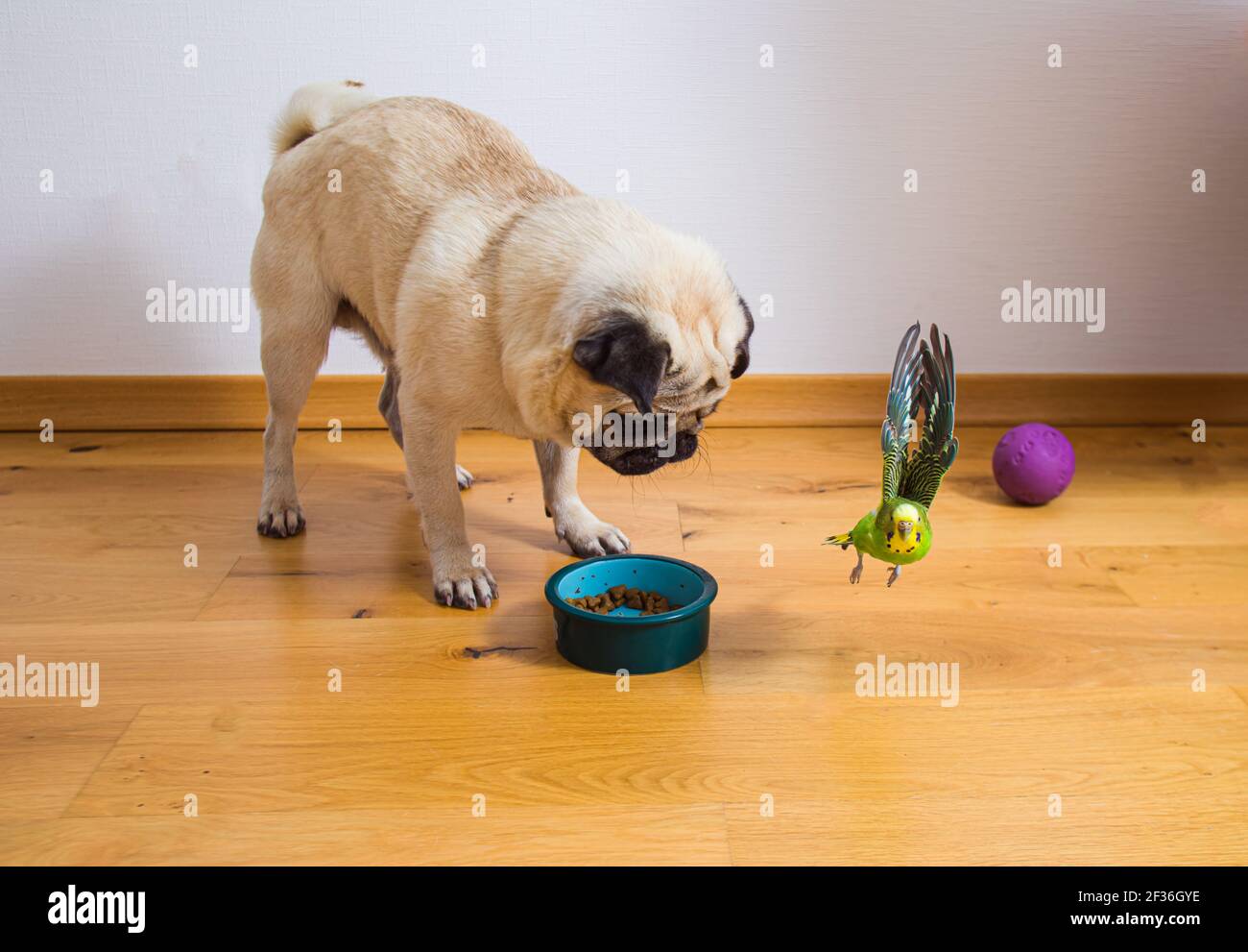 Parrot meeting hi-res stock photography and images - Alamy