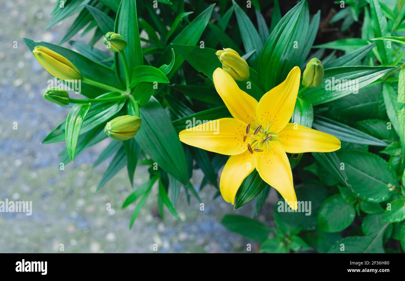 Yellow lily flower close-up view. Flora and nature Stock Photo - Alamy