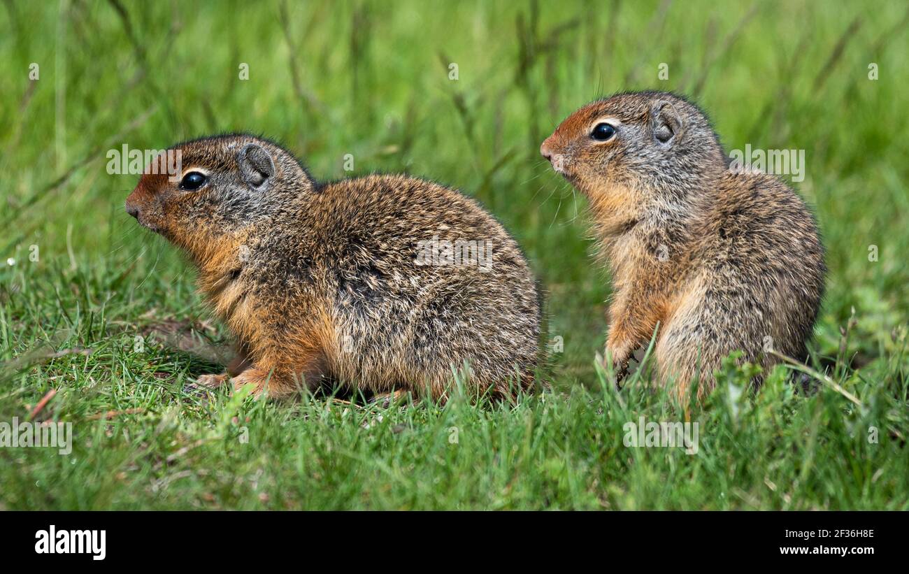 Pair of young ground squirrels at the Castle Junction area of Banff ...