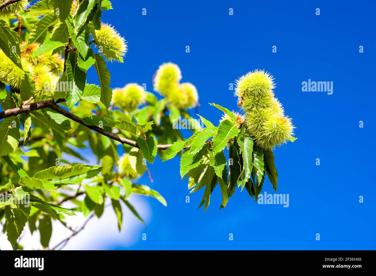 Japanese horse chestnut hi-res stock photography and images - Alamy
