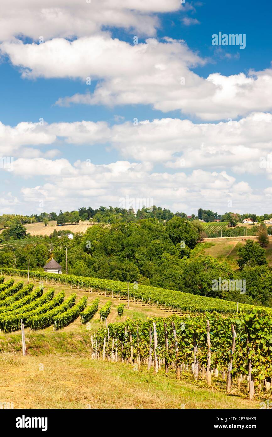 vineyard in south Jurancon, France Stock Photo - Alamy