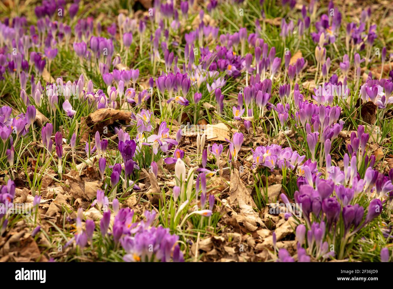 Radiant Crocus blooming to welcome another spring, natural plant ...