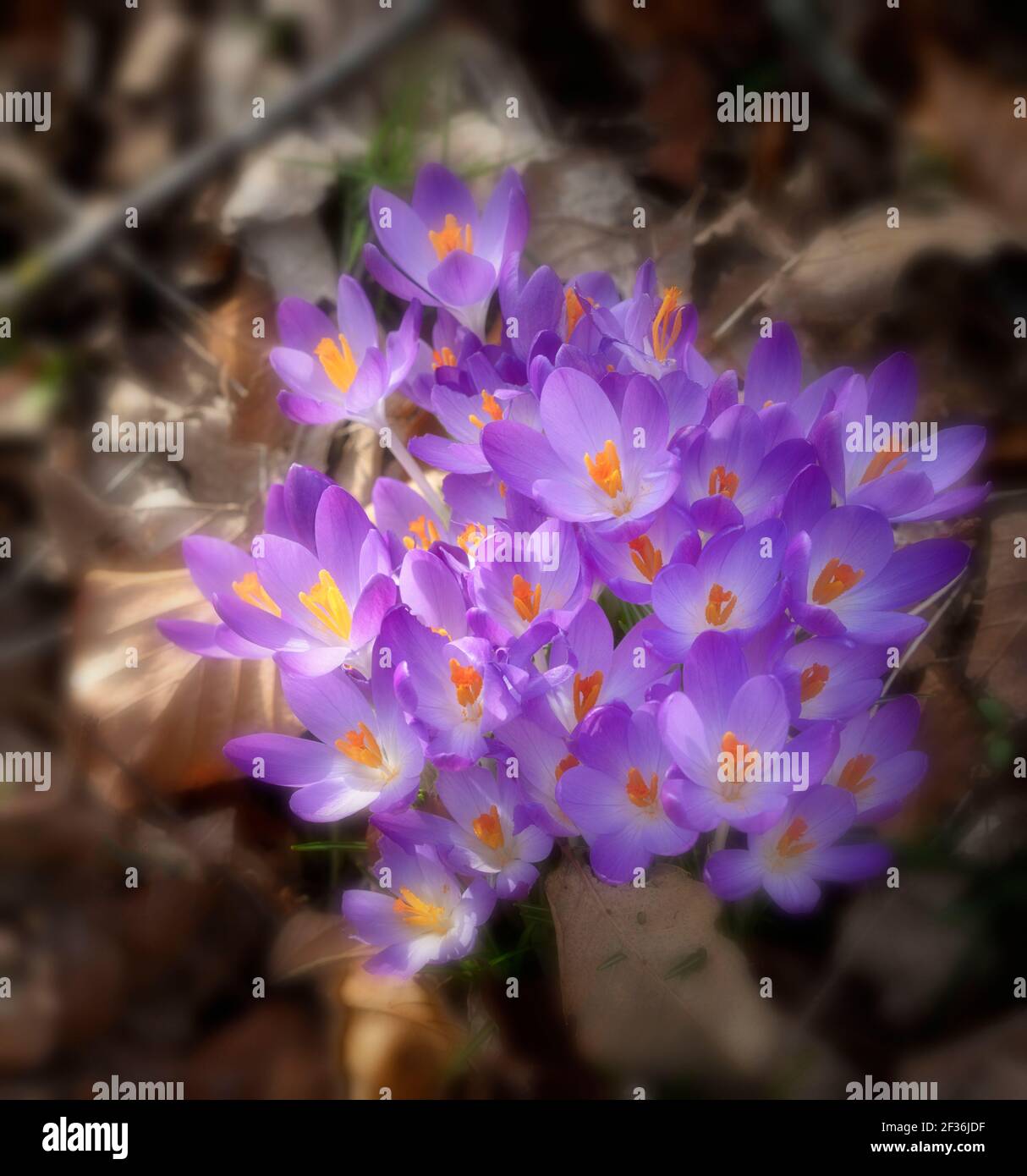 Radiant Crocus blooming to welcome another spring, natural plant ...